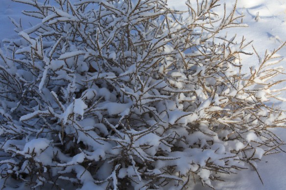 Drifting Along With A Tumbling Tumbleweed | Wild Wyoming Woman