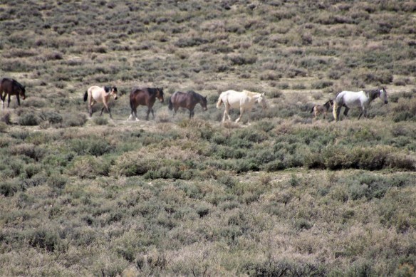 Rendezvous in Wyoming’s Red Desert | Wild Wyoming Woman
