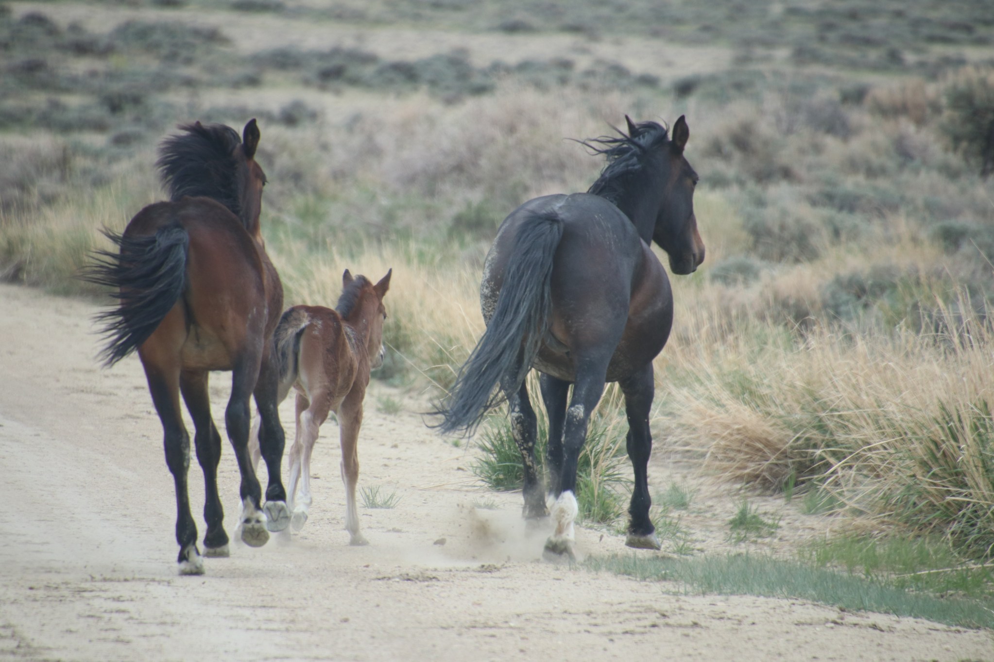 Rendezvous in Wyoming’s Red Desert | Wild Wyoming Woman