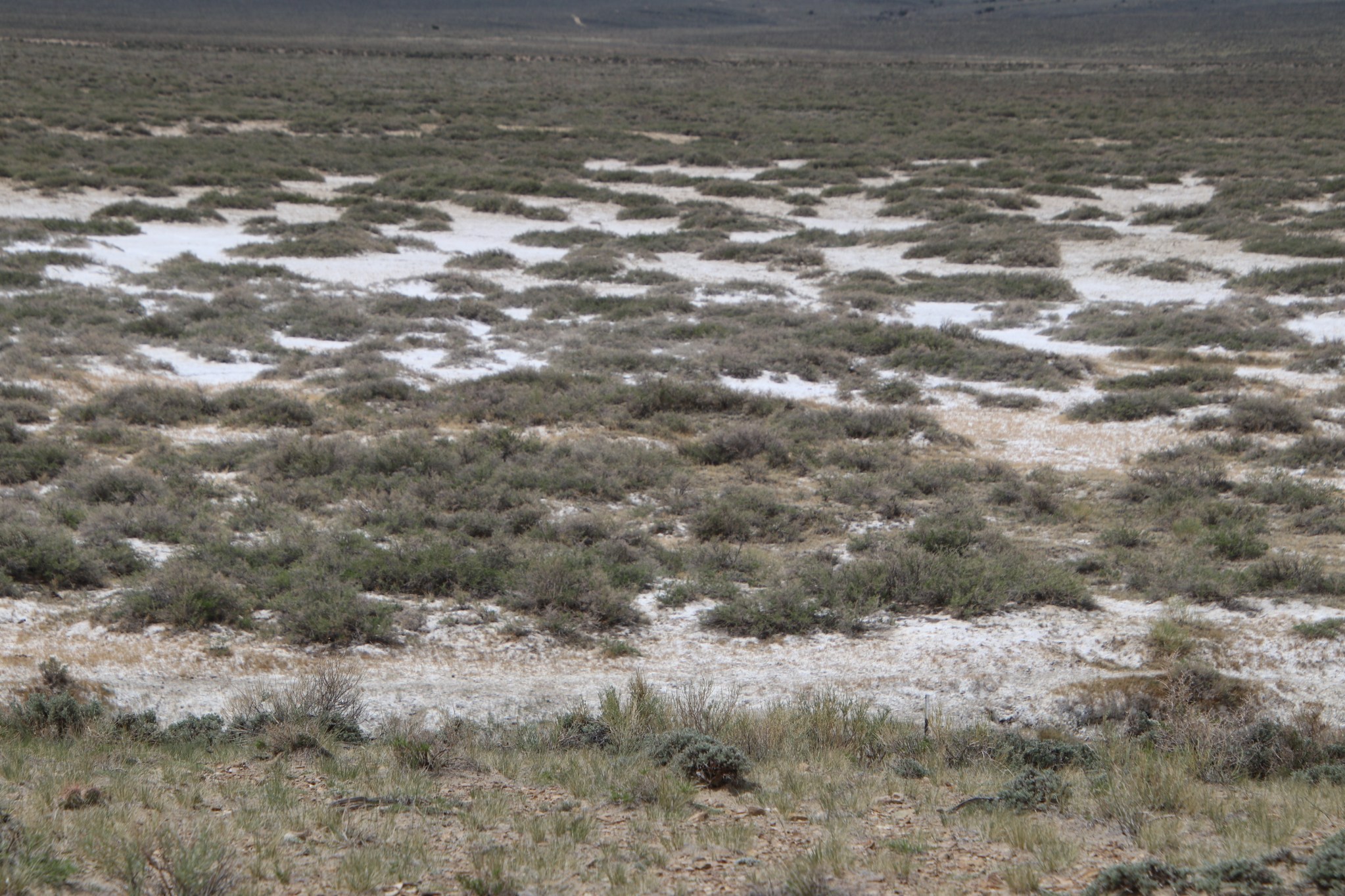 Rendezvous in Wyoming’s Red Desert | Wild Wyoming Woman